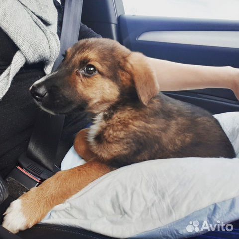 Щенок в дар