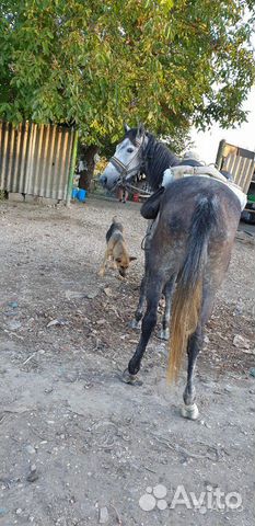 Кобыла рождённый иноход