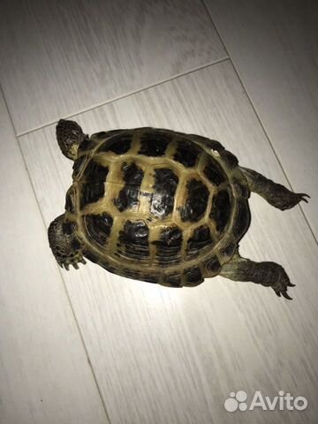 Черепаха