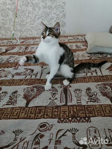 Котик Брюс, 3мес