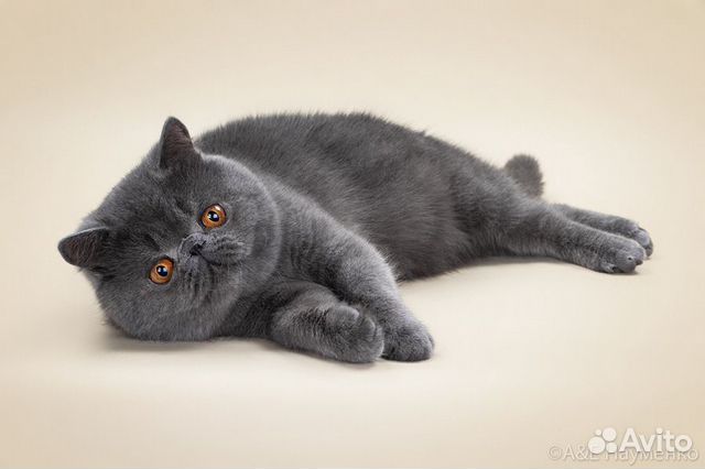Экзотический короткошерстный кот