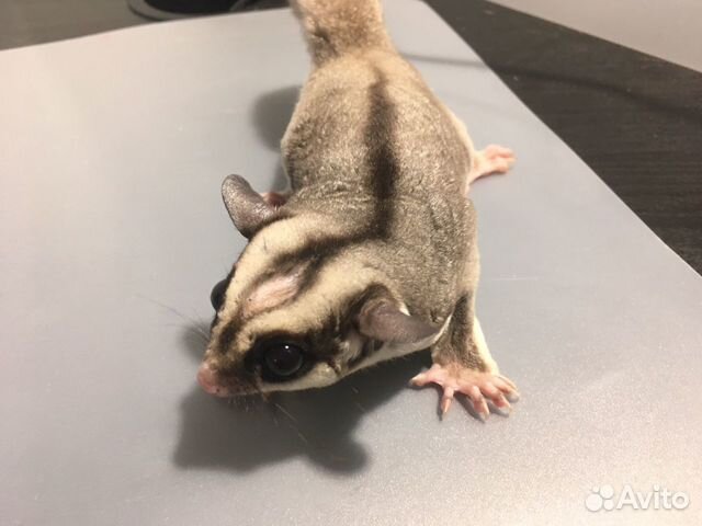 Сахарный поссум