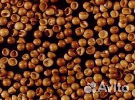 Продам яйца (цисты) артемии