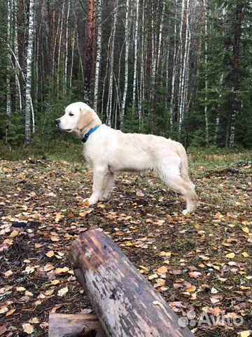 Отличный щенок золотистого ретривера (мальчик )