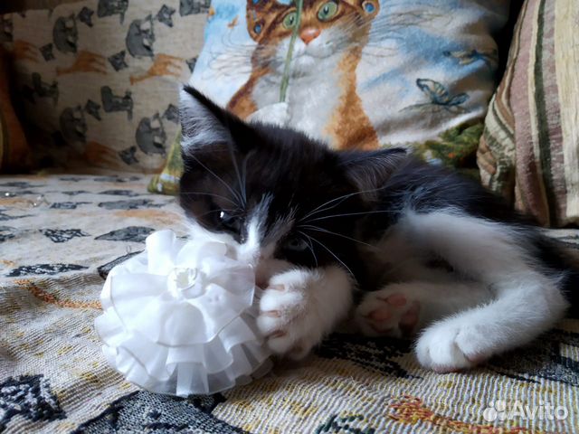Маленькая умница котенок девочка 2мес