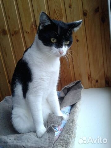 Подарите дом котику