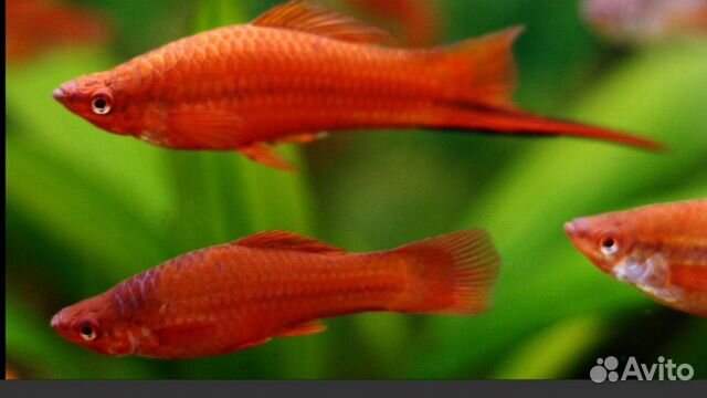 Меченосец красный: 1-5см, живородящие, интерессные