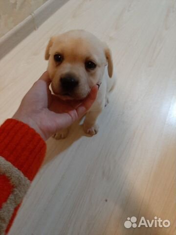 Щенок лабрадор