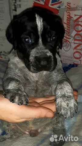Курцхаар последний щенок кобель