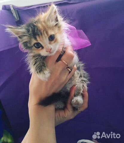 Трехцветное счастье ищет дом