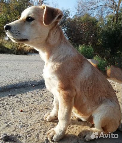 Метис в добрые руки