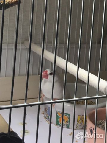 Амадин рисовый