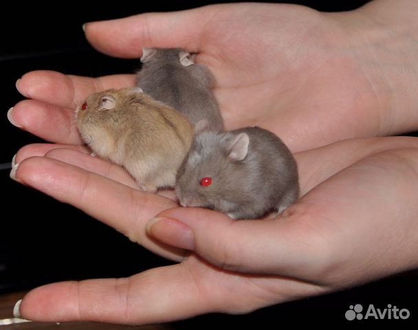 Хомяки Кэмпбелл