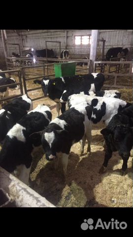 Бычки 3-4 х месячные