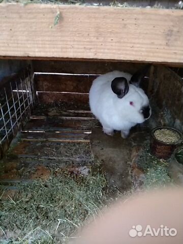 Кролики колифорнийцы