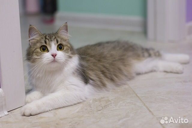 Люся ищет дом