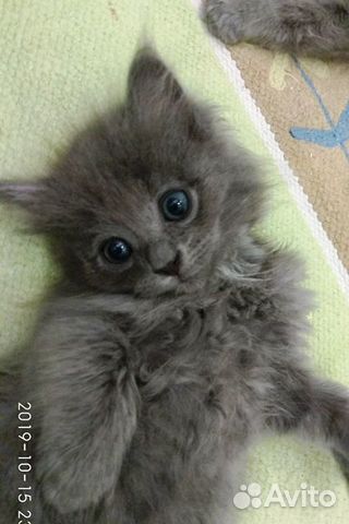 Котята чудесные