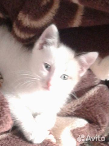 Котёнок Тимоша ищет добрых хозяев