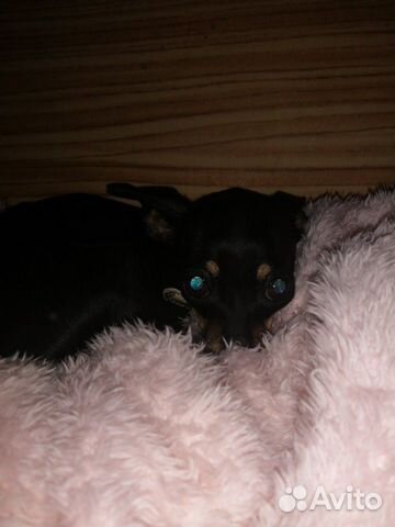 Отдам мини той-терьера