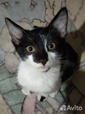 Котенок Макс