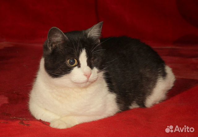 Муся. Уютная молодая кошечка черный дым