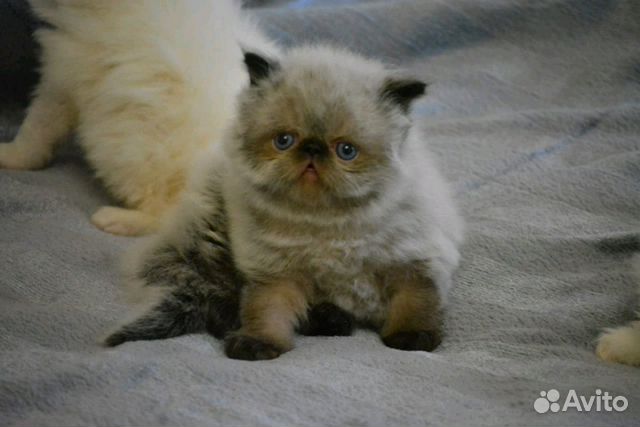 Персидский короткошерстный котик