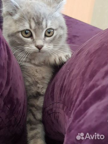 Кошка Лапушка