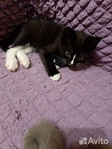 Котята в хорошие руки