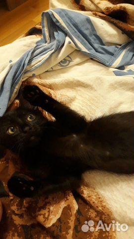 Отдам котенка