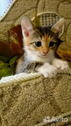 Трехцветный котенок, 2 месяца