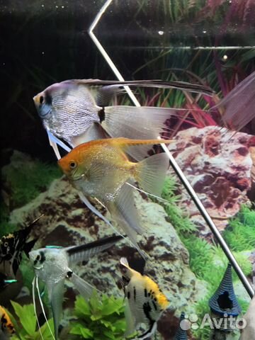 Скалярии разные