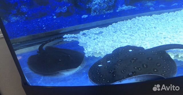 Продаю Скаты Моторо