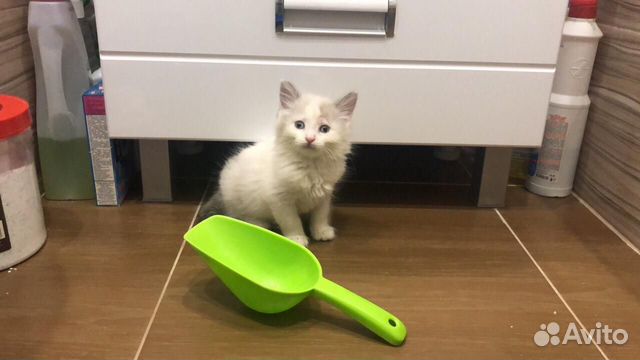 Метис невской маскарадной котенок