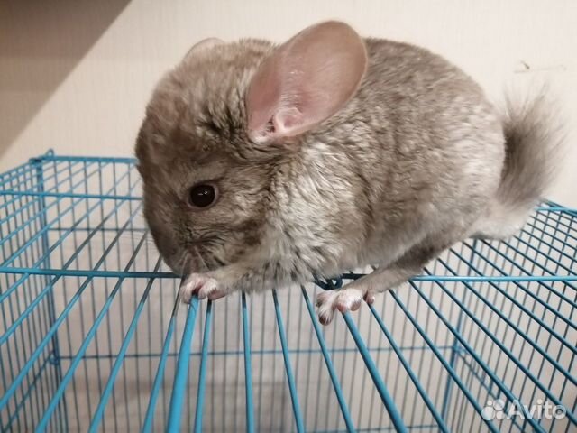 Шиншилла