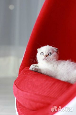 Шотландский голубоглазый котик