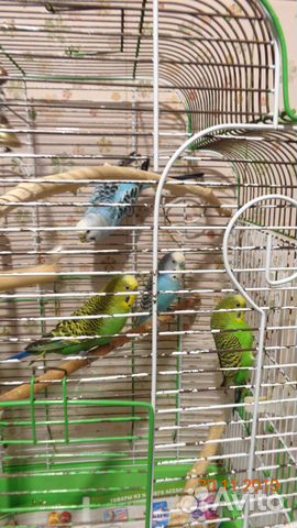 Волнистые попугаи