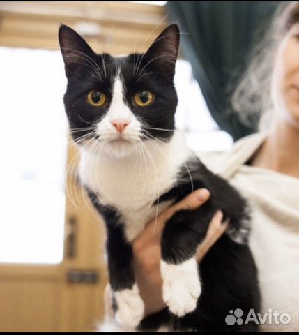 Рита. В добрые руки