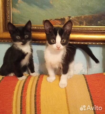 Боевые единицы в добрые руки