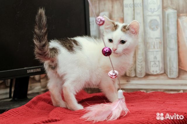 Котек в дар