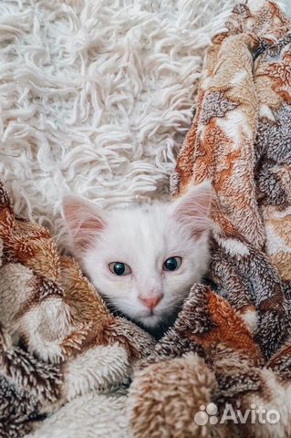 Мальчишка беляш ищет дом