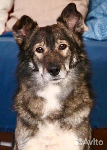 Верный пушистик Пират ищет дом