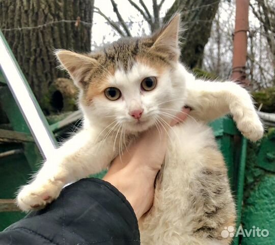 Кошечка (черепаховый окрас)