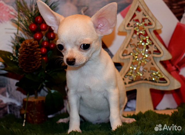 Мальчик Бемби