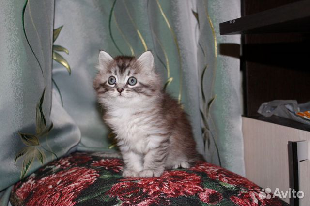 Отдам котенка в добрые руки