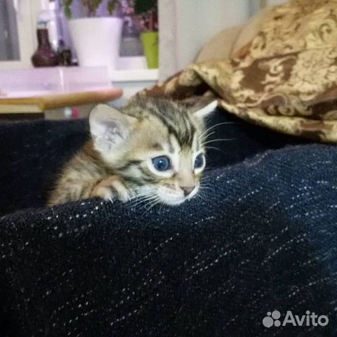 Котята бенгальская порода к новому году