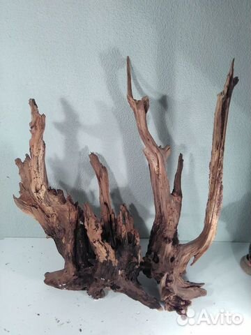 Коряги дубовые