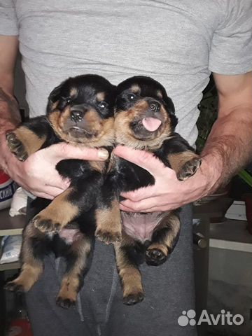 Щенки ротвейлера