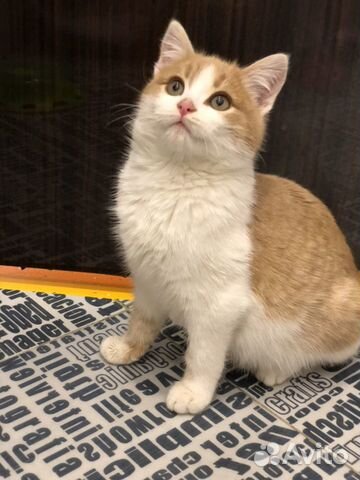 Котенок в добрые руки