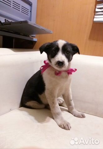 Щенки девочки