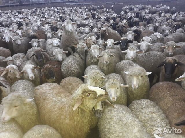 Ягнята ярки